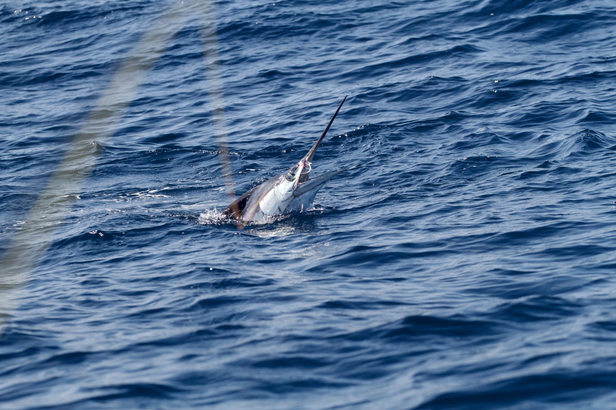 December begins with wide open fly fishing for marlin - The Reel Baja