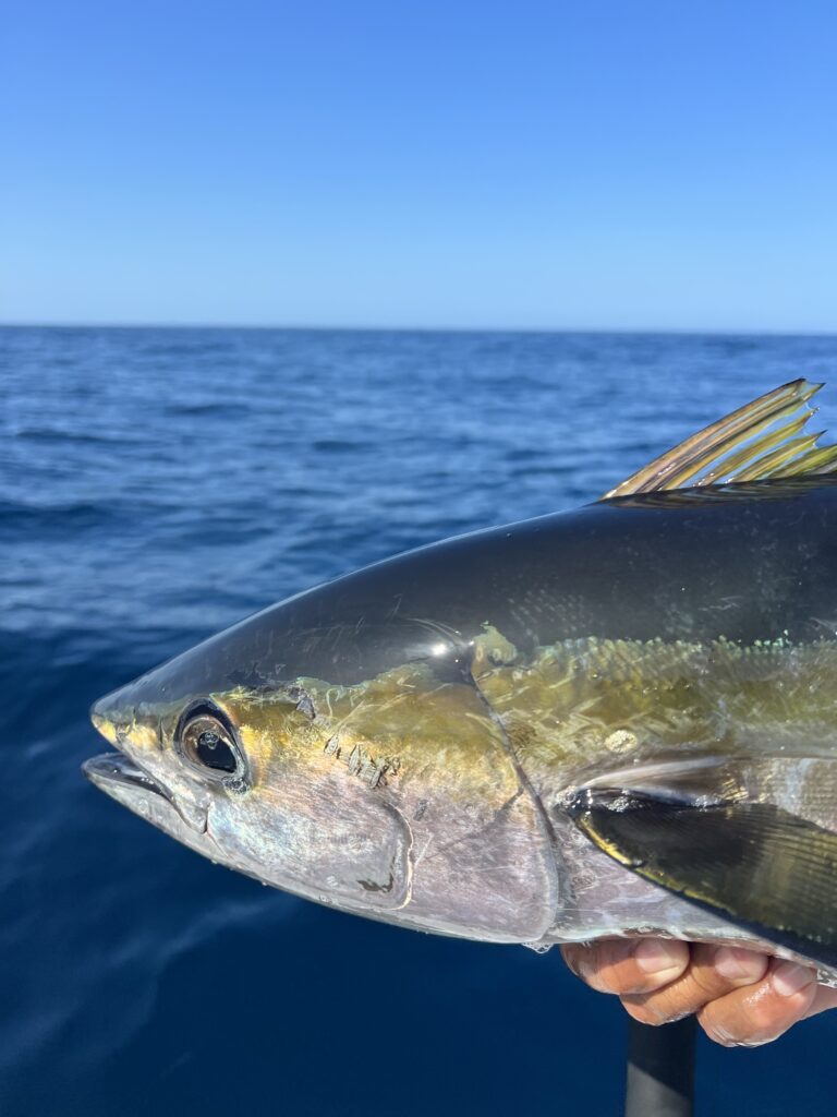 Fly fishing action in Magdalena Bay is off to a great start - The Reel Baja