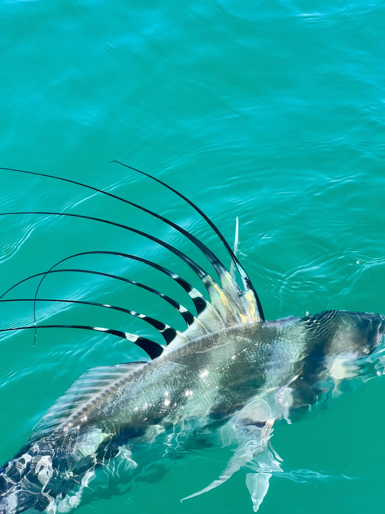 “Rooster Rush: This Week’s Fly Fishing Report Unveils Amazing Rooster ...