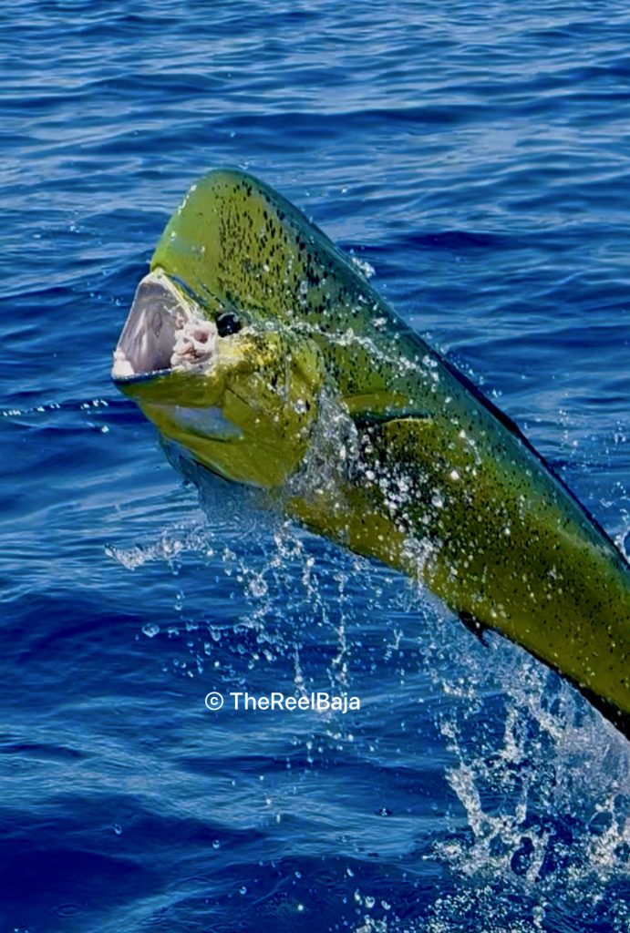 Los Barriles Fishing Report: Tuna, Roosterfish, Dorado & Marlin Action ...